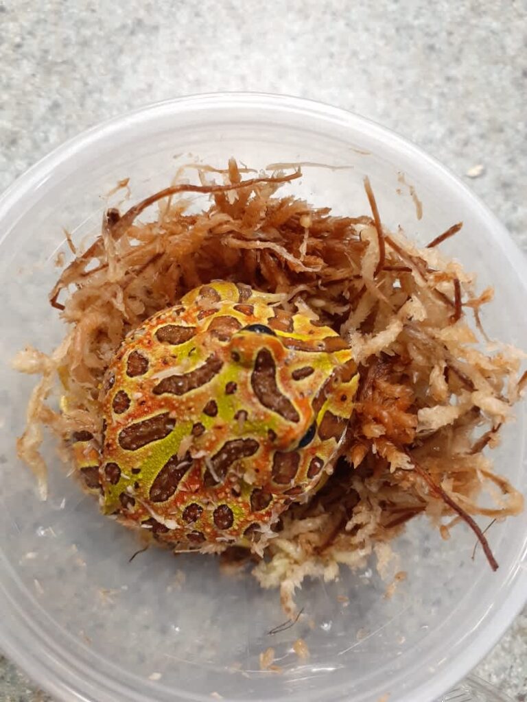 High red ornate pacman frog (Ceratophrys ornata) - Nature Box Pet Emporium