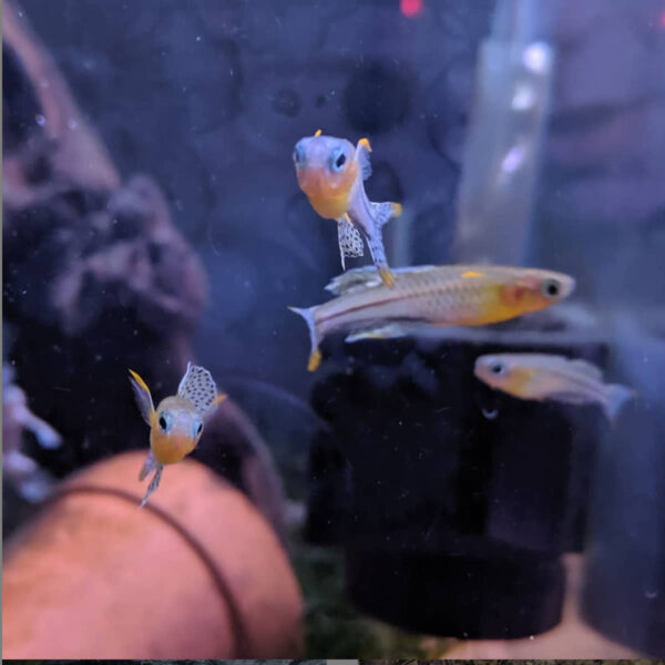 Gertrude's spotted AKA spotted blue eye rainbowfish (Pseudomugil ...